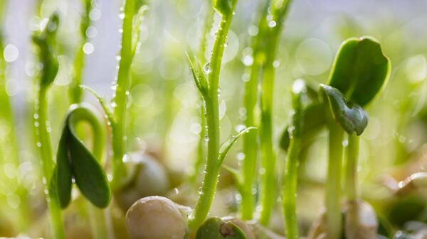 Die vielfältigen Anwendungsmöglichkeiten von Sprossen - Slowjuice.de